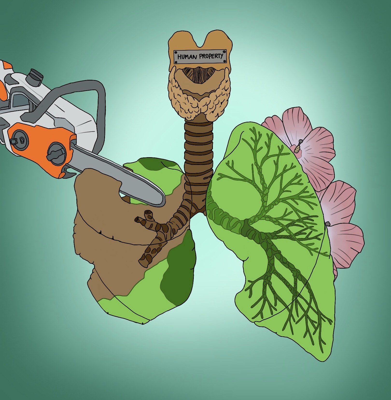 The United Nations and project REDD* – The Bloomsbury Geographer